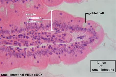 G Simple Columnar 400x 5