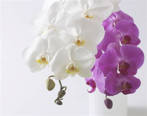 紫の胡蝶蘭の花言葉は？他の胡蝶蘭にはない魅力や値段も紹介