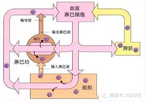 人体的防火墙淋巴 搜狐