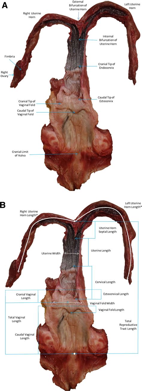 Variation In Female Reproductive Tract Morphology Of The Common