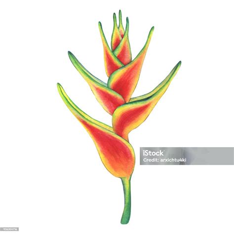 랍스터 발톱 또는 False 꽃 극락조를 걸려 수채화 손으로 그린 그림을 흰색 배경에 고립 된 그림 0명에 대한 스톡 벡터 아트 및 기타 이미지 Istock