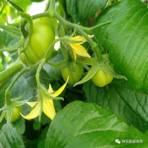 这张图，让您一分钟学会西红柿修剪方法 知乎