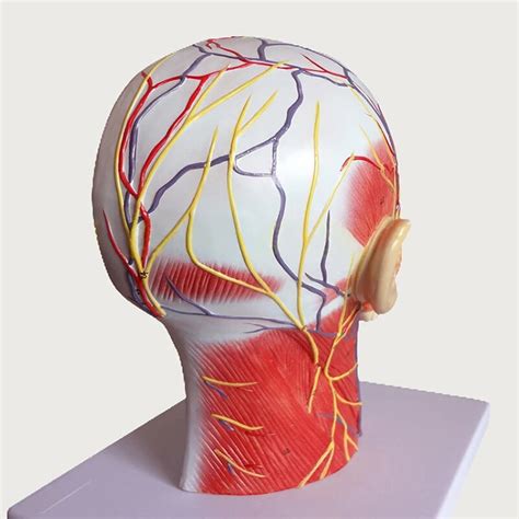 인체 생활 크기 헤드 모델 근육 및 혈액 얼굴 헤드 해부학 모델 과학 연구 디스플레이용 교육 모델 1 개 학교 및 교육 용품