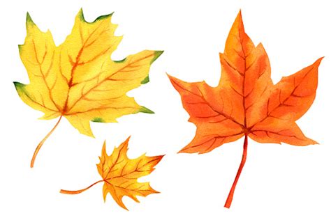 가을 나뭇잎의 수채화 세트 주황색 단풍 그룹 노란색과 주황색 단풍의 손으로 그린 그림 흰색 배경에 분리된 스케치 잎에 대한 스톡 벡터 아트 및 기타 이미지 Istock