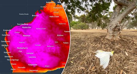 Birds Falling From Trees As Aussie Town On Verge Of Record Heat Streak
