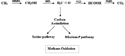 2 Aerobic Pathways Of Methane Oxidation After Rojo 2009 Download Scientific Diagram