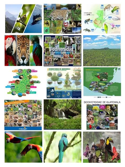 Biodiversidad Imagenes Pdf