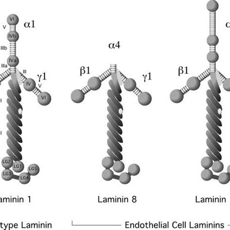The Major Basement Membrane Components And Their Proposed Interactions