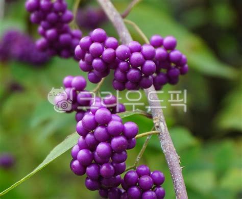 보라색열매 꽃 열매 식물 보라색 사진이미지일러스트캘리그라피 응띵작가