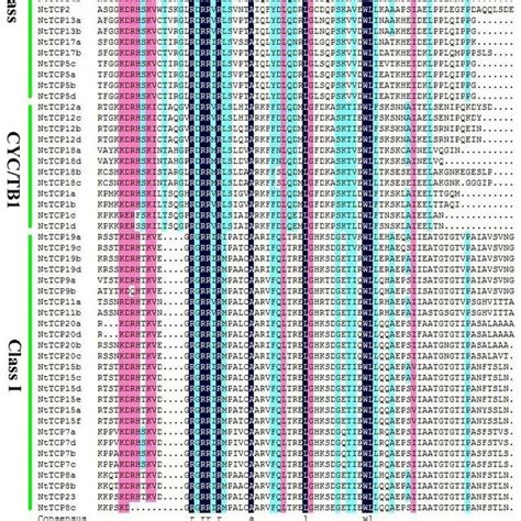 Summary Of Tcp Transcription Factors Of The 13 Species Download