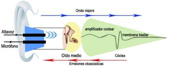 Emisiones Otoacústicas Ecured