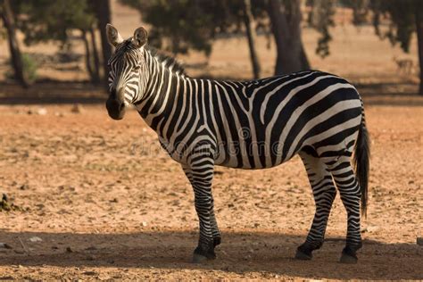 Grant S Zebra Stock Image Image Of Herbivore Boehmi 10370957