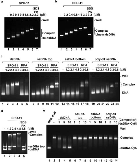 Preferential Binding Of Dsdna By Spo 11 Negatively Supercoiled Dsdna