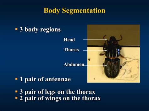 Lec Body Segmentation Structure Of Head Its Types Ppt