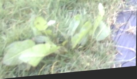 My Updated Weed Dataset Object Detection Dataset By Myweeddatasetd