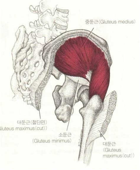 중둔근이란 중둔근 스트레칭방법 네이버 블로그