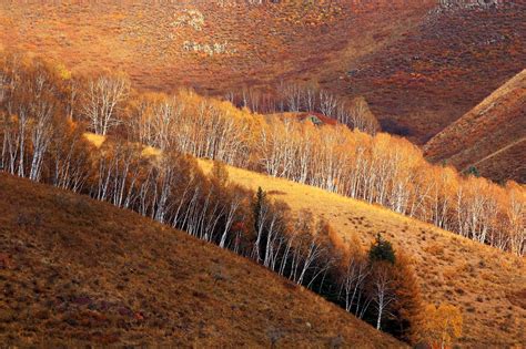 가을 색 트리 Pixabay의 무료 사진 Pixabay