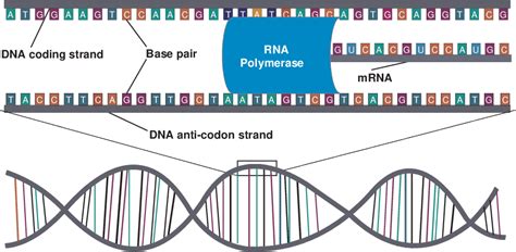 Figure From Chapter Mining Genomic Sequence Data For Related Sequences Using Pairwise