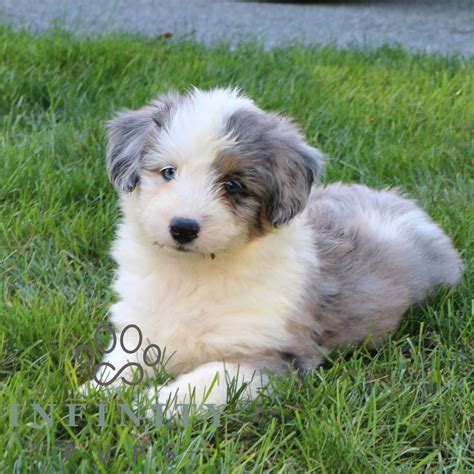Aussiedoodles For Sale Adopt Aussiedoodle Puppies For Sale Online