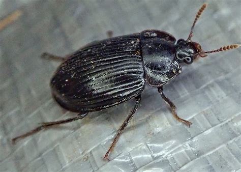 Agyrtidae Primitive Carrion Beetles 10000 Things Of The Pacific