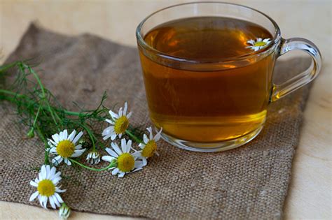 뜨거운 음료 자루에 카모마일 차의 찻잔 나무 테이블에 뜨거운 허브 카모마일 차 한 잔에 신선한 꽃과 녹색 잎이 있는 카피 공간이 있는 밝은 배경 0명에 대한 스톡 사진 및