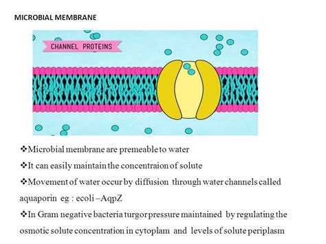 Microbial Stress Response Presented By R Shalini M Sc Microbiology Ppt Download