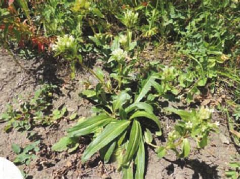 新疆秦艽 高原野生药用植物图谱 医学