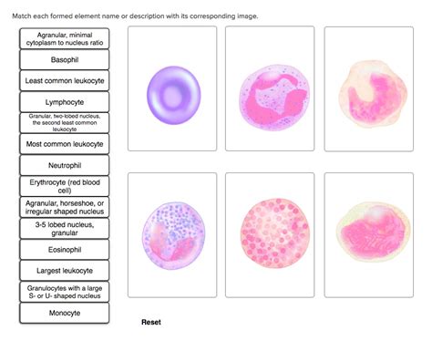 Solved Text Match Each Formed Element Name Or Description With Its Corresponding Image