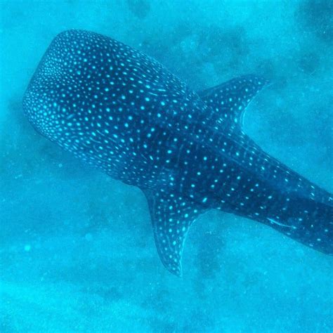 보홀 고래상어 투어 가격 발리카삭 현지 호핑투어 몽키 예약 네이버 블로그 보홀 고래상어 투어 가격 발리카삭 현지 호핑투어 몽키 예약 네이버 블로그