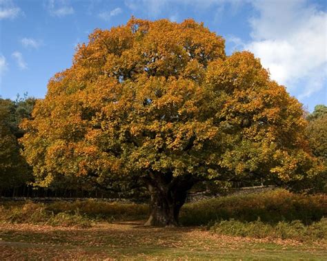 Types Of Oak Tree Types Of