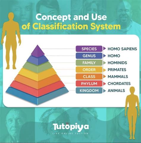 Concept And Uses Of Classification Systems Cambridge Igcse Biology
