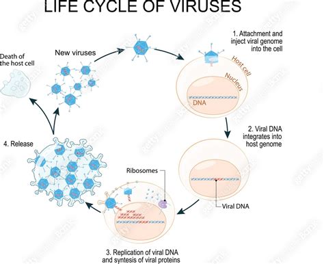 Virus Replication Cycle 이미지 664748584 일러스트 무료 일러스트 게티이미지뱅크