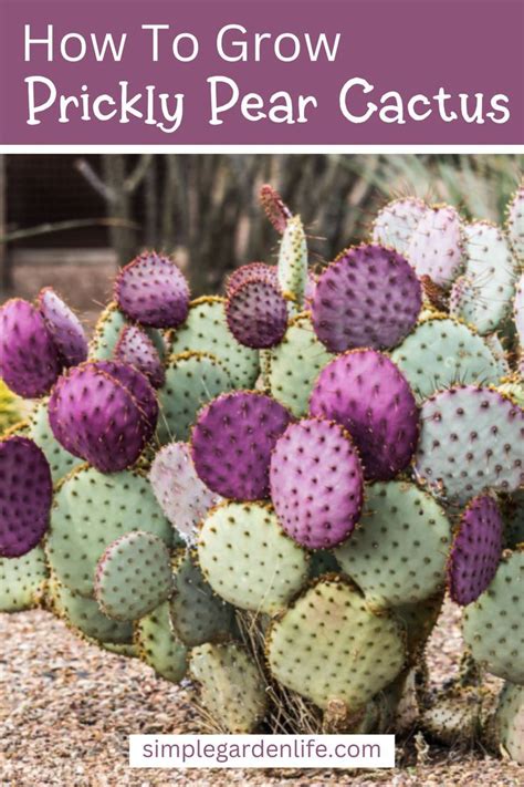 All About Growing Prickly Pear Cactus Prickly Pear Cactus Cactus Seeds Cactus Garden Design