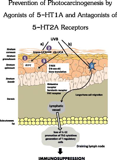 Prevention Of Photocarcinogenesis By Agonists Of 5 Ht1a And Antagonists