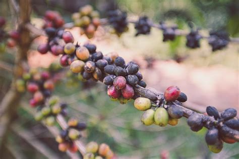 연구원커피 농장 필름 곡물 필터 효과와 농장에서 커피 잎의 식물 질병수확 로부스타와 아라비카 커피 열매 에 의해 농경지의 손 노동자 수확 아라비카 커피 0명에 대한 스톡