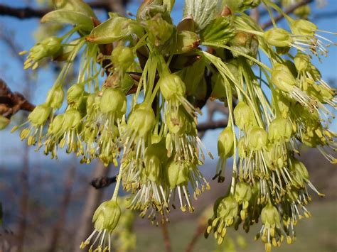 Acer Opalus Complete Care And Characteristics Guide For The Granada Maple