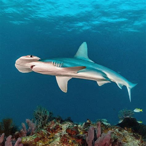 9 Types Of Hammerhead Shark Species Exploring The Diversity Shark Truth