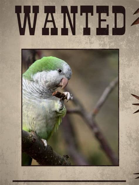 Why Are Quaker Parrots Illegal Psittacology