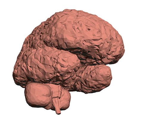 10 Prefrontal Cortex Stock Illustrations Royalty Free Vector Graphics And Clip Art Istock