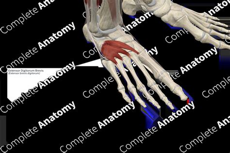 Extensor Digitorum Origin Insertion Nerve Supply