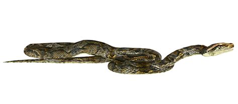 Free Burmese Python Cliparts Download Free Burmese Python Cliparts Png