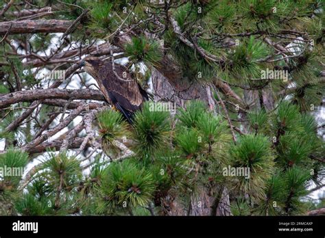Bald Eagle Haliaeetus Leuocephalus Young Eaglet Camouflaged In A Pine Tree Horizontal Stock