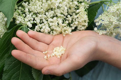 소녀는 정원에서 손 엘더 베리 꽃을 잡고 장로 검은 장로 꽃 개화기에 대한 스톡 사진 및 기타 이미지 개화기 건강관리와 의술 건강한 생활방식 Istock
