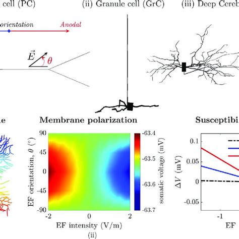 Coupling Ef Estimation And Multicompartment Cerebellar Neuron Models Download Scientific