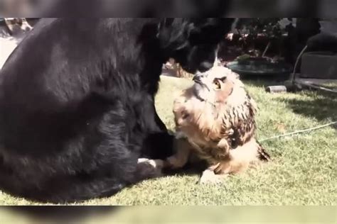猫头鹰听到主人呼唤声下一秒忍住别笑迈着小碎步匆匆赶来