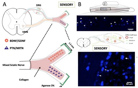 Molecularly Guided Regenerative Multielectrode Interfacing Remi