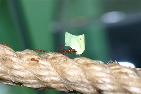 How Fungus Farming Ants Could Help Solve Our Antibiotic Resistance Problem