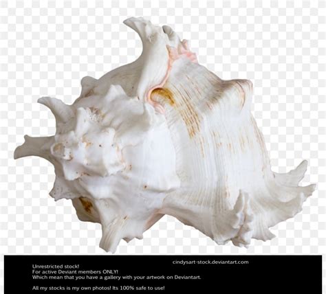 Seashell Art Autocad Dxf Png 800x742px Seashell Aesthetics Art