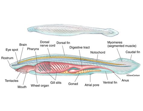 Branchiostoma Morphology Digestive Reproductive Nervous System Imaluop