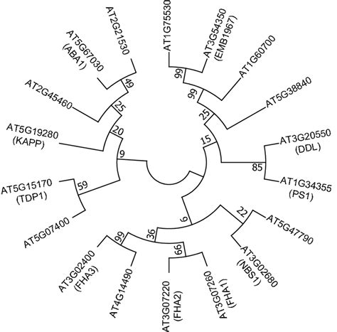 Phylogenetic Analysis Of The 18 Fha Domain Proteins In Arabidopsis The